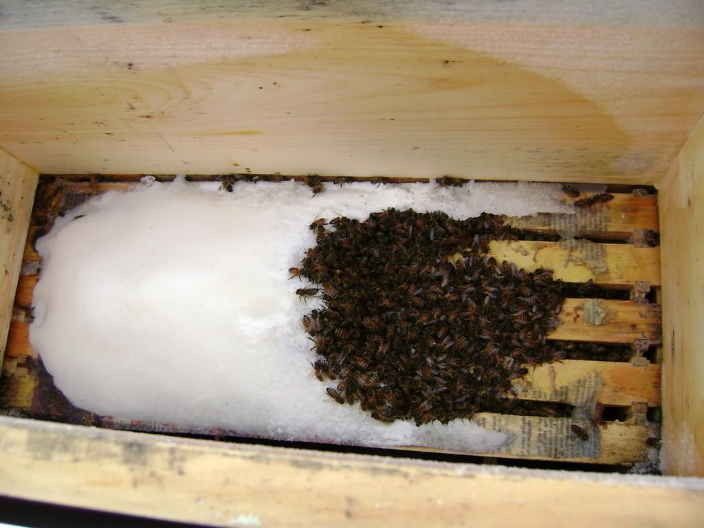 overwintering NUCs | Beesource Beekeeping Forums