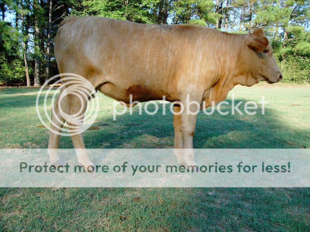 Some of Tuli cattle in NC. | Ranchers.net