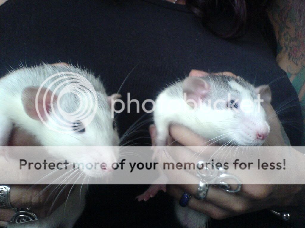 Newly adopted male dumbo eared rat 'Gage' | Reptile Forums