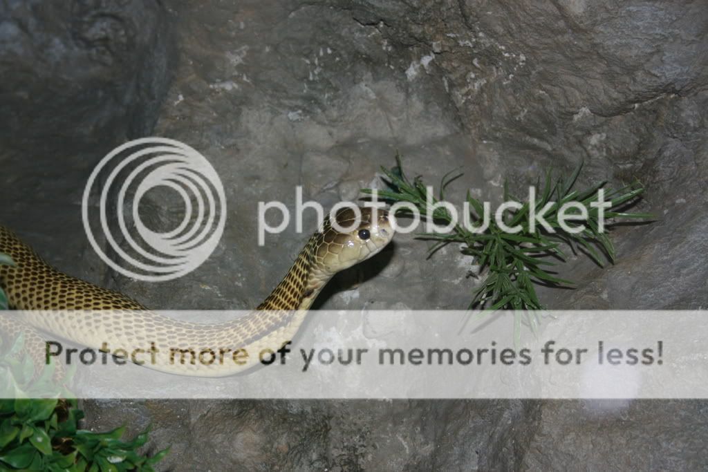 Thailand Trip (DUW) | Aussie Pythons & Snakes Forum