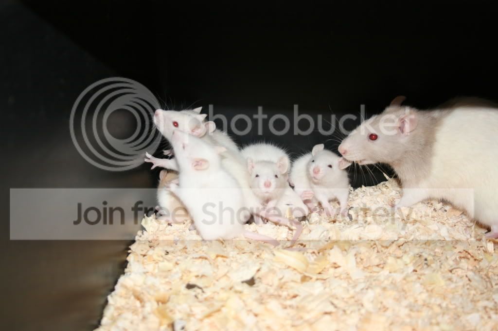 Rat Farm | Aussie Pythons & Snakes Forum