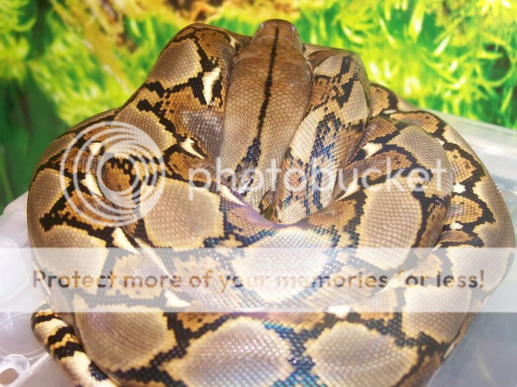 NW England - RETICULATED PYTHONS (various cb) | Reptile Forums