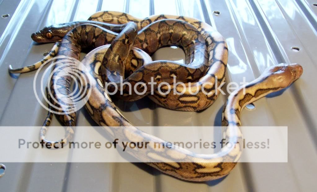 NW England - UK CB 2012 RETICULATED PYTHONS (genetic mix) | Reptile Forums