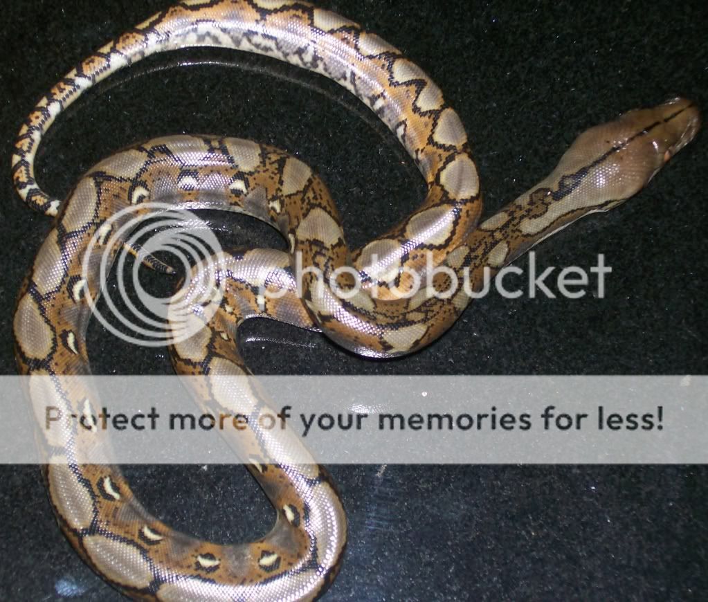 NW England - UK CB 2012 RETICULATED PYTHONS (genetic mix) | Reptile Forums