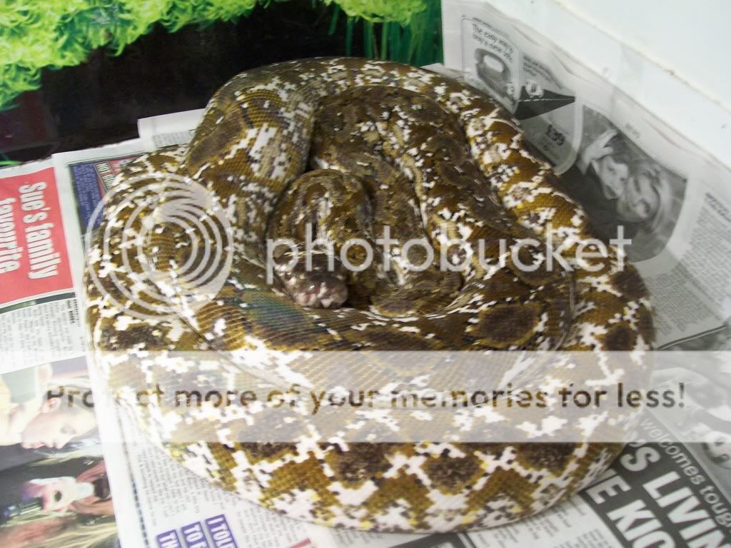 NW England - Calico x calico reticulated pythons | Reptile Forums