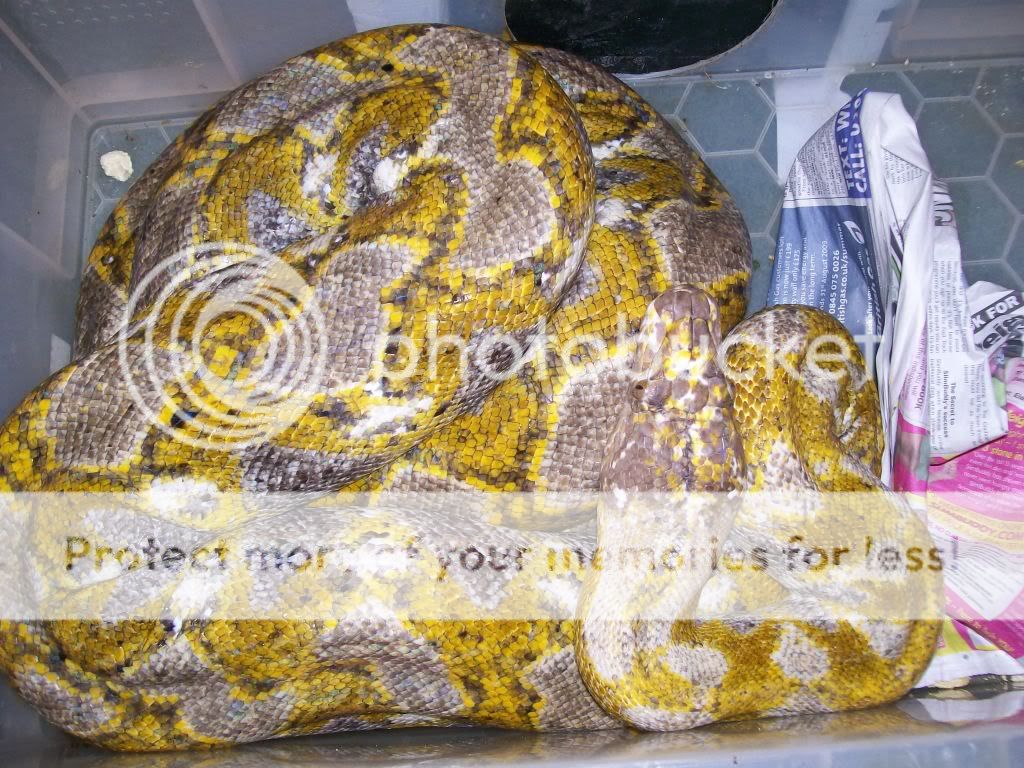 calico retic breeding( best way forward) | Reptile Forums