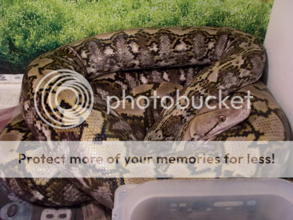 Adult Jampea retic pics please | Reptile Forums