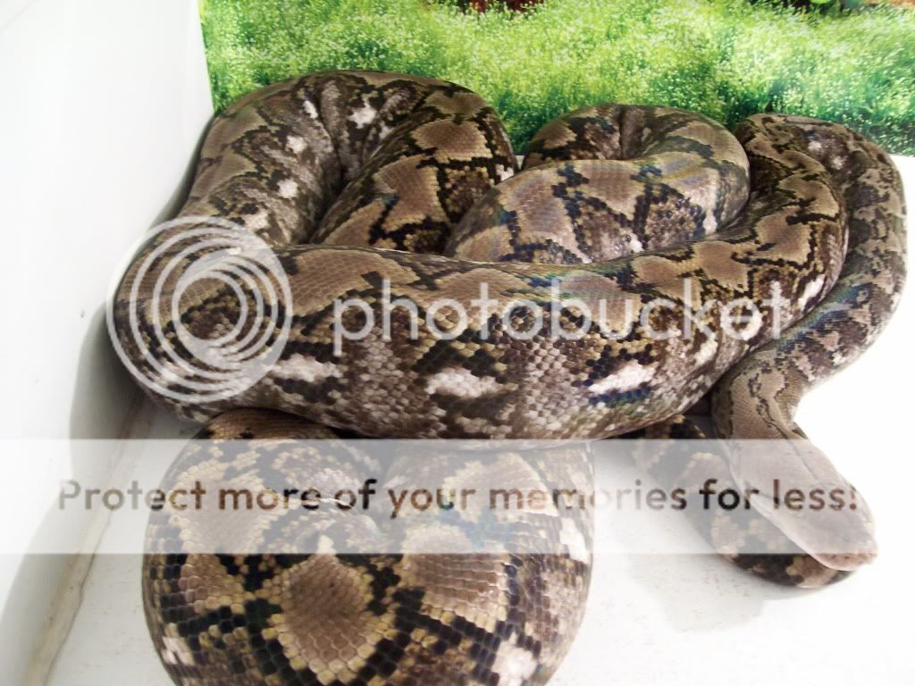 DWARF RETIC ( naturally leading anery to axanthic) | Reptile Forums