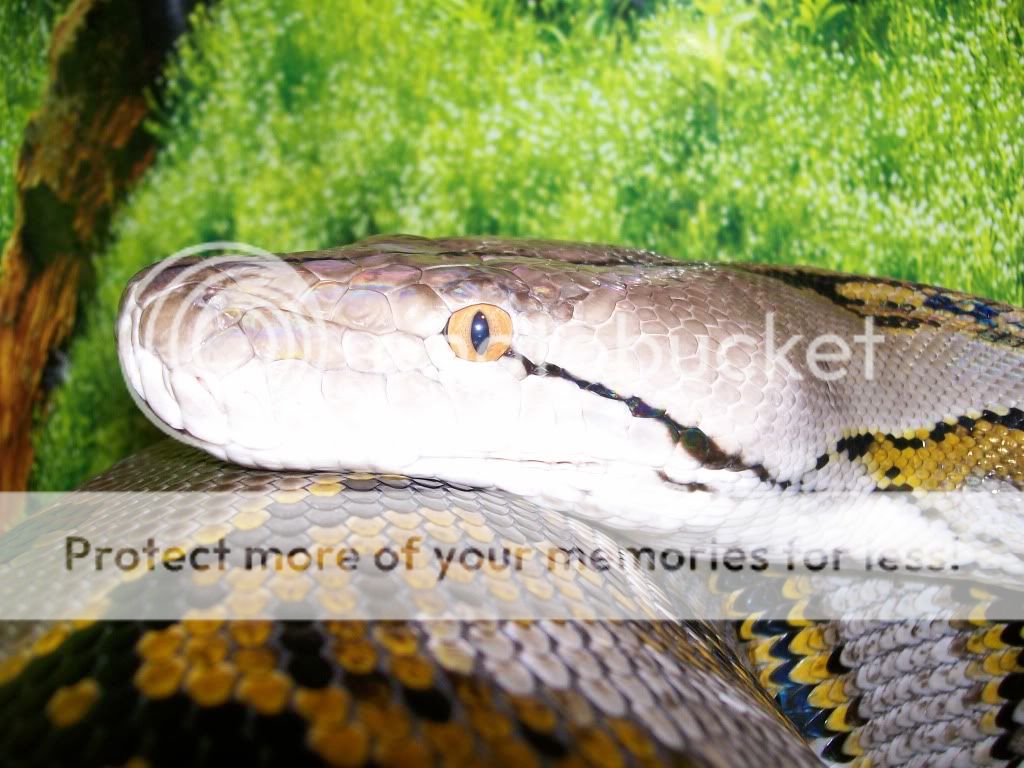 Variences in reticulated python eye colour | Reptile Forums