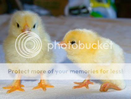 PHOTO-Chick born yesterday with gimpy leg/foot HELP! | BackYard ...