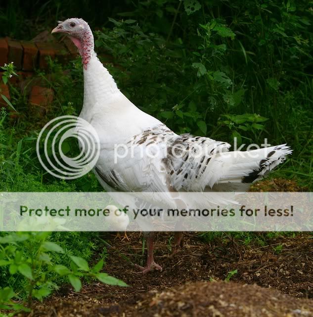 Updated w/PHOTOS! broody turkey hen, it's been over 3 months.. | Page 2 ...