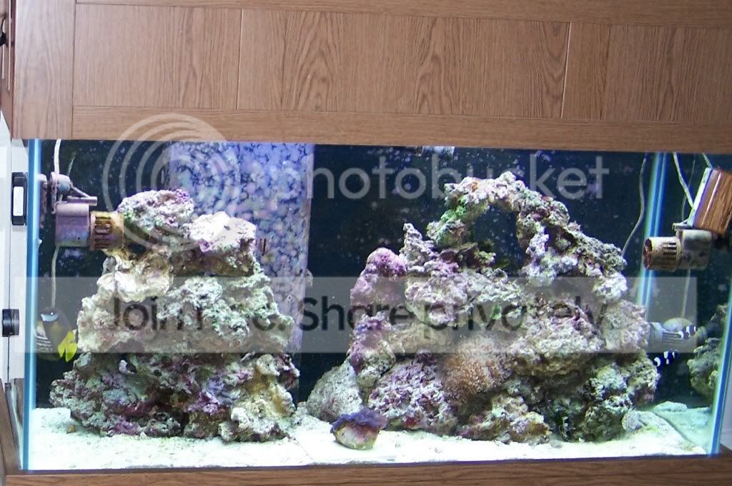 MY 3 Month old 90G REEF PIC-Show me yours. - Reef Central Online Community