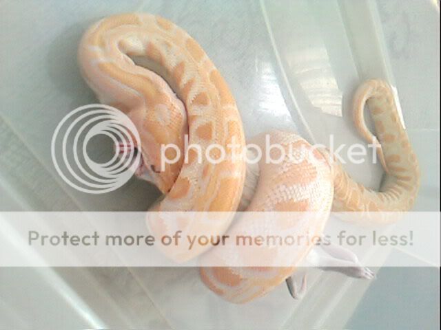 burmese python | Reptile Forums