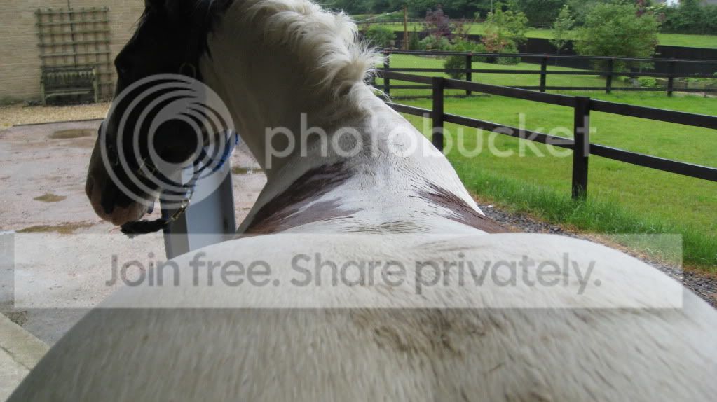 This saddle is too narrow - right? | Horse and Hound Forum