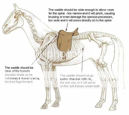 18th rib in horses and saddles | Horse and Hound Forum