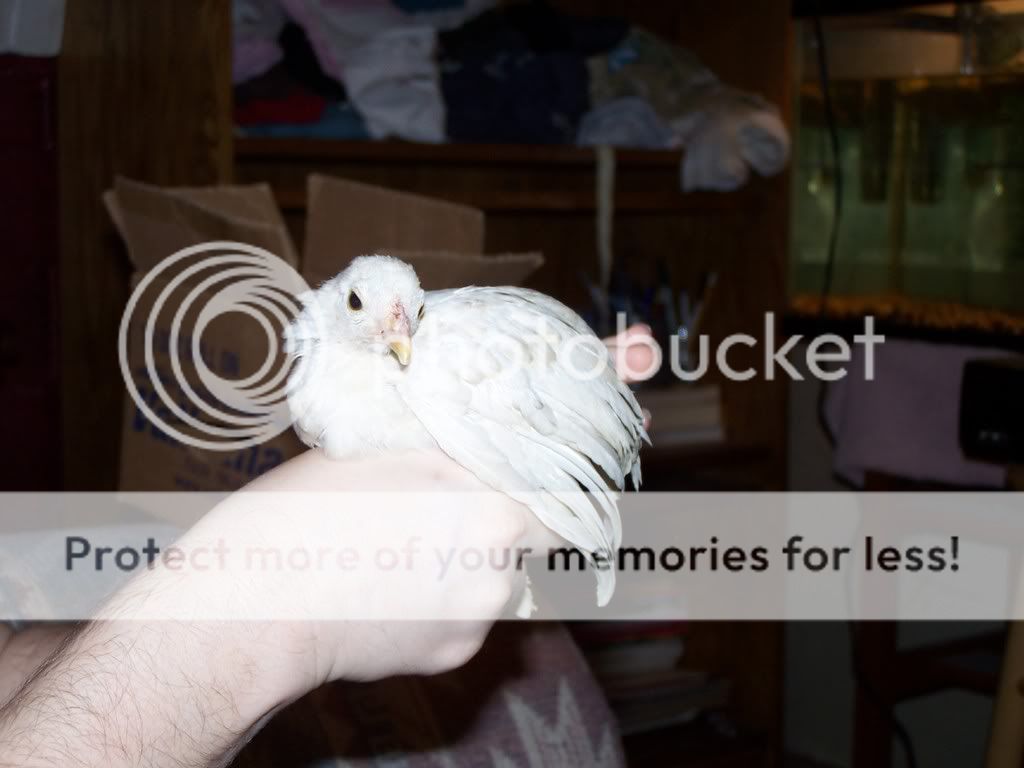 My 10 week old is GASPING!!She is looking better!!! *New pics ...