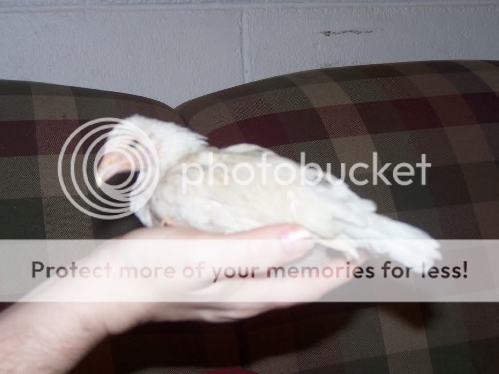 My 10 week old is GASPING!!She is looking better!!! *New pics ...