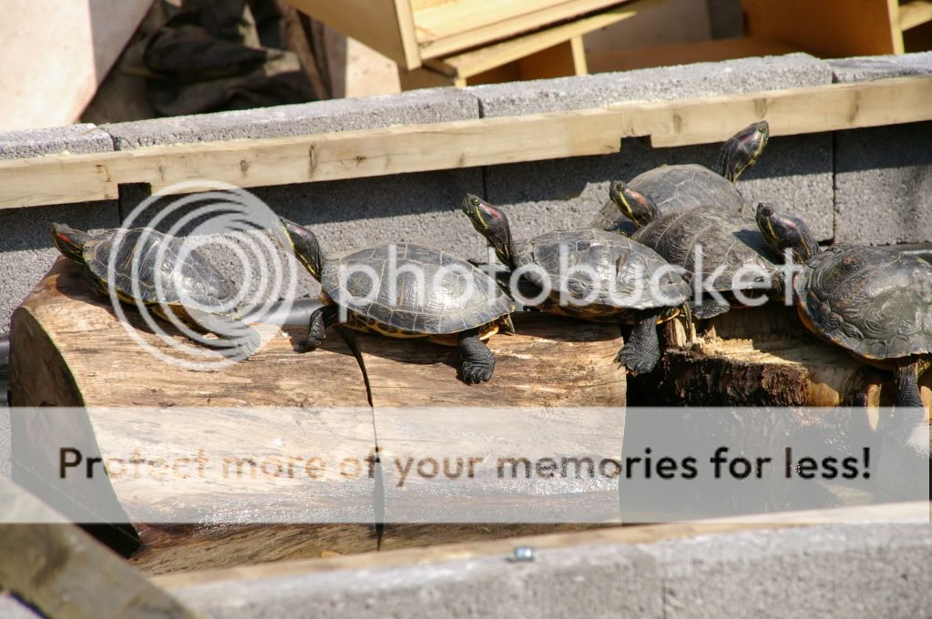 Turtle Pro 900 | Reptile Forums