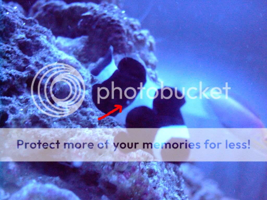 clownfish has a worm? - Pest and Disease Treatments - Nano-Reef Community