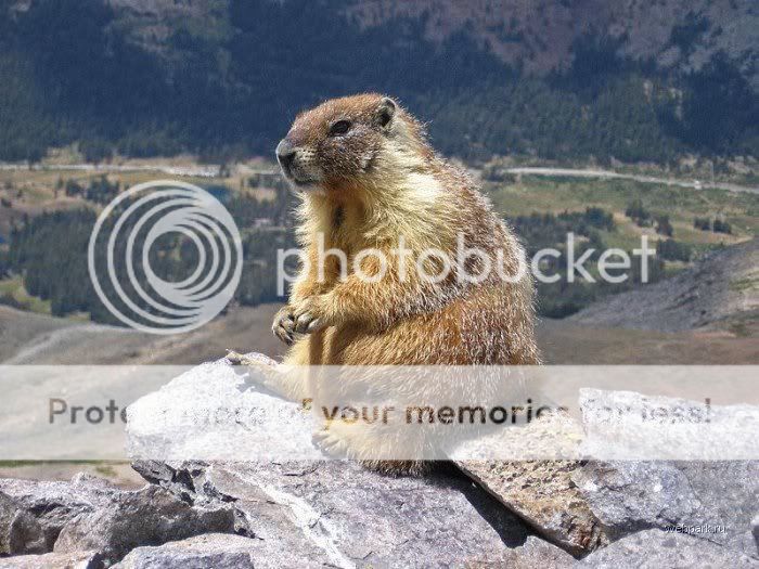 Where can I find an oversized smiley face of unamused? - NASIOC