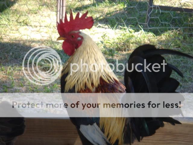 Gamecock pics. | BackYard Chickens - Learn How to Raise Chickens
