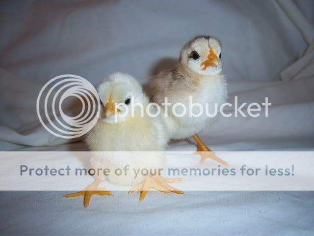 CHICKEN MUTT CONTEST | BackYard Chickens - Learn How to Raise Chickens