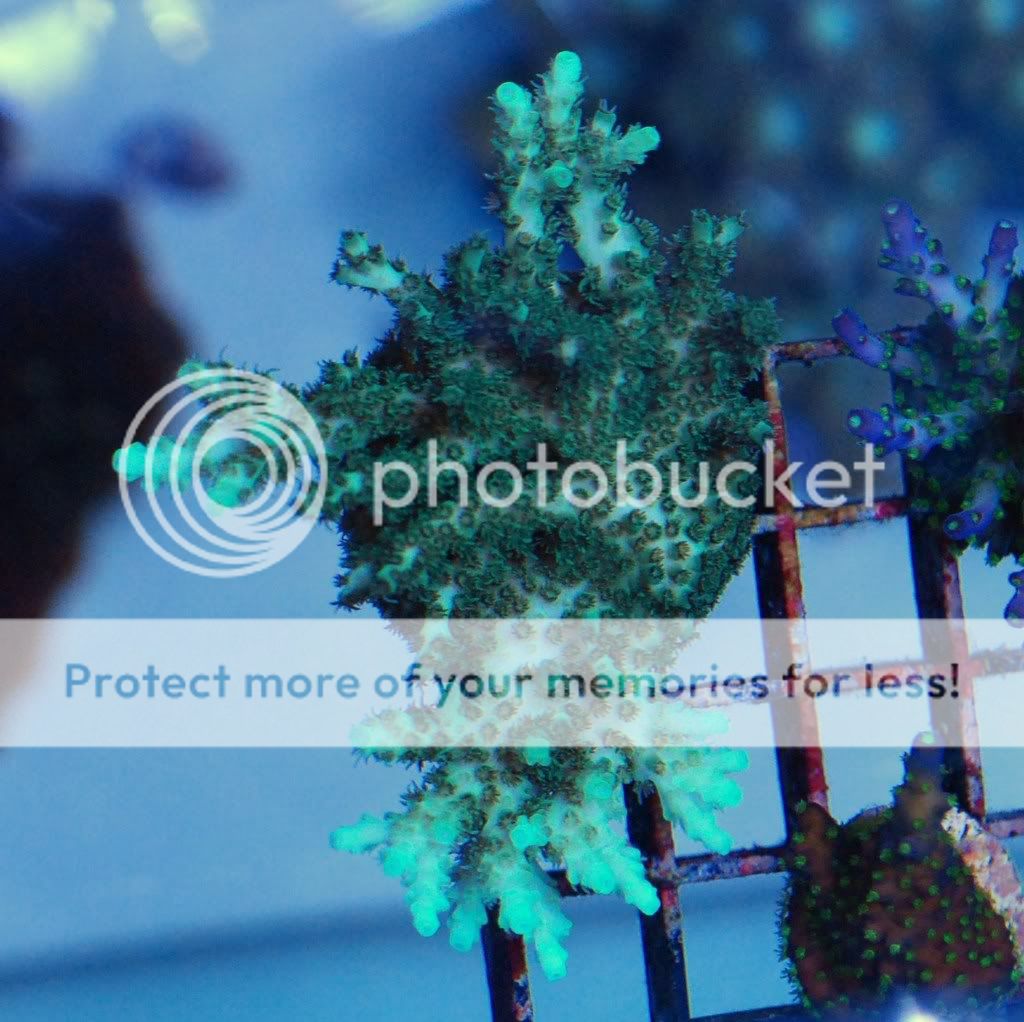 Pink lemonade with zeo pics | REEF2REEF Saltwater and Reef Aquarium Forum