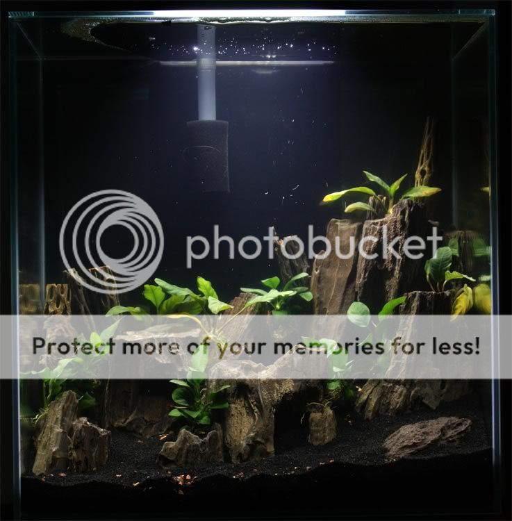 Chex's Fluval Edge 12 | The Planted Tank Forum