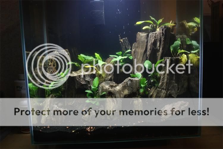 Chex's Fluval Edge 12 | The Planted Tank Forum